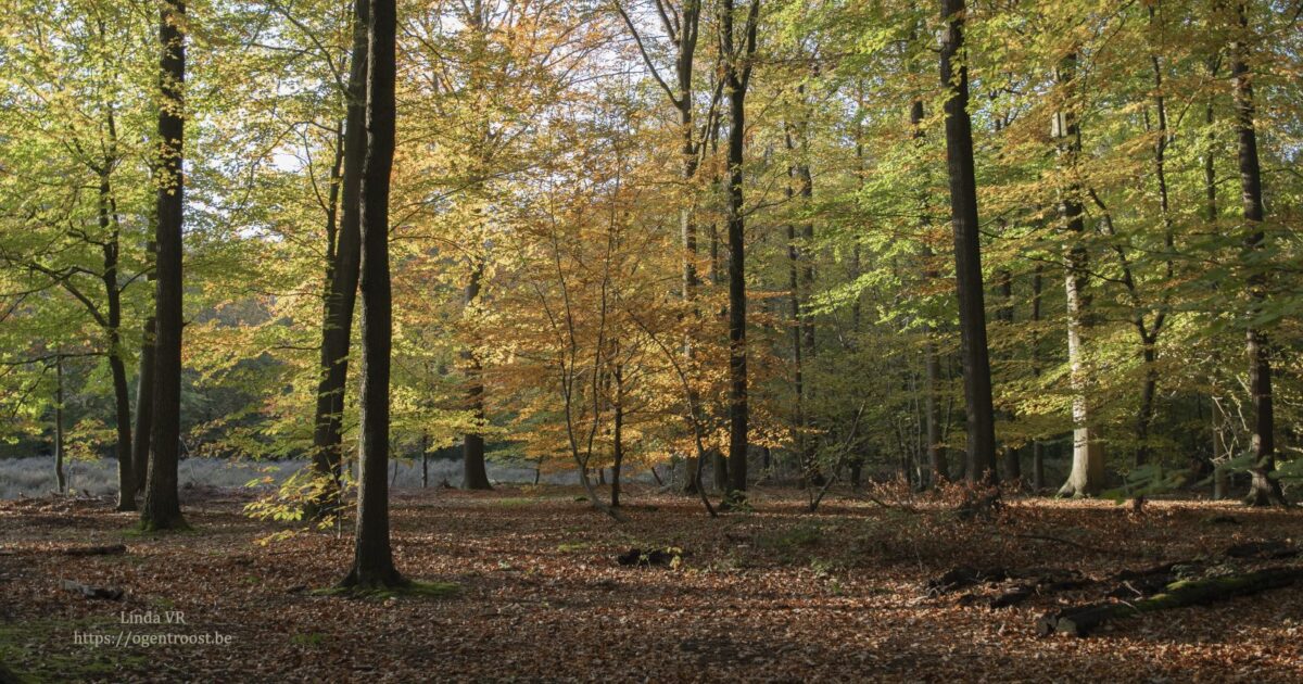 Buggenhout | Parkeren